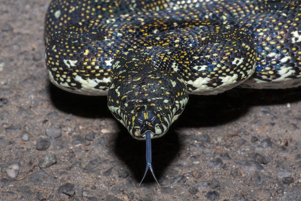 Diamond Python from Mount Keira, NSW on November 19, 2008 at 06:09 PM ...