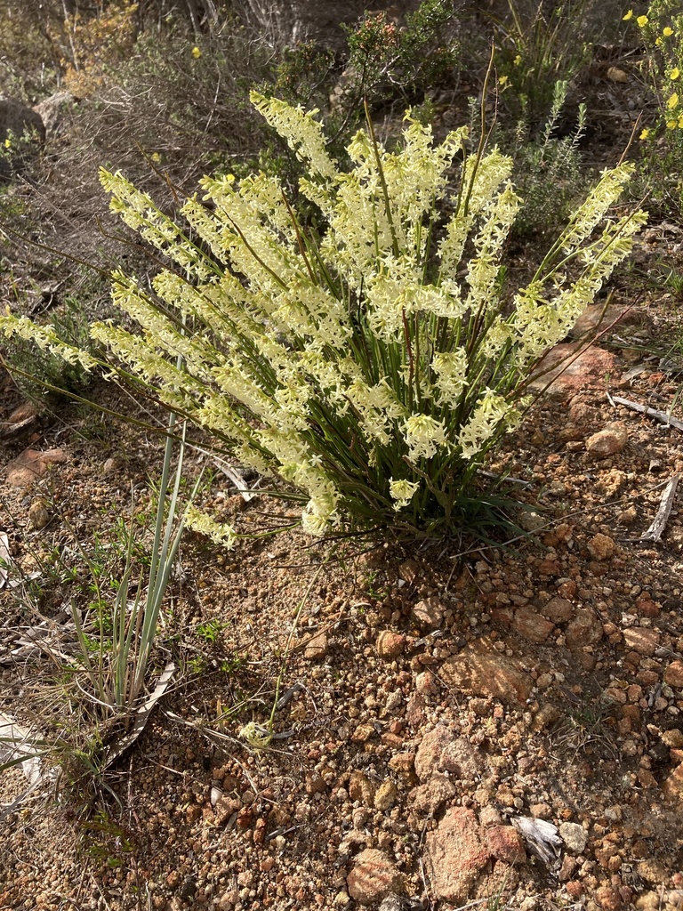 Bushy Candles (Stackhousia aspericocca) - Botanical Realm