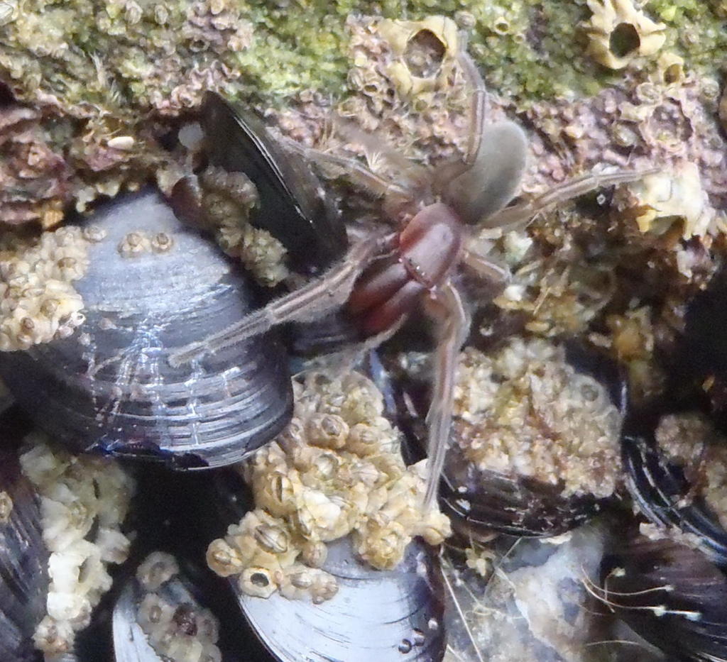Formidable Shore Spider from Brenton-on-Sea on February 19, 2015 by ...