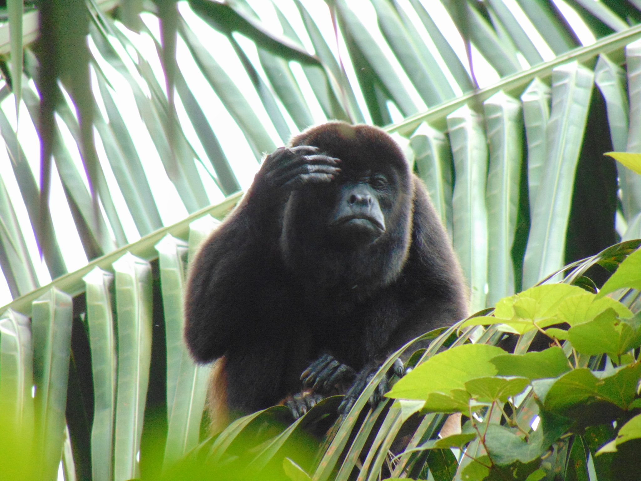 Alouatta palliata mexicana Merriam, 1902