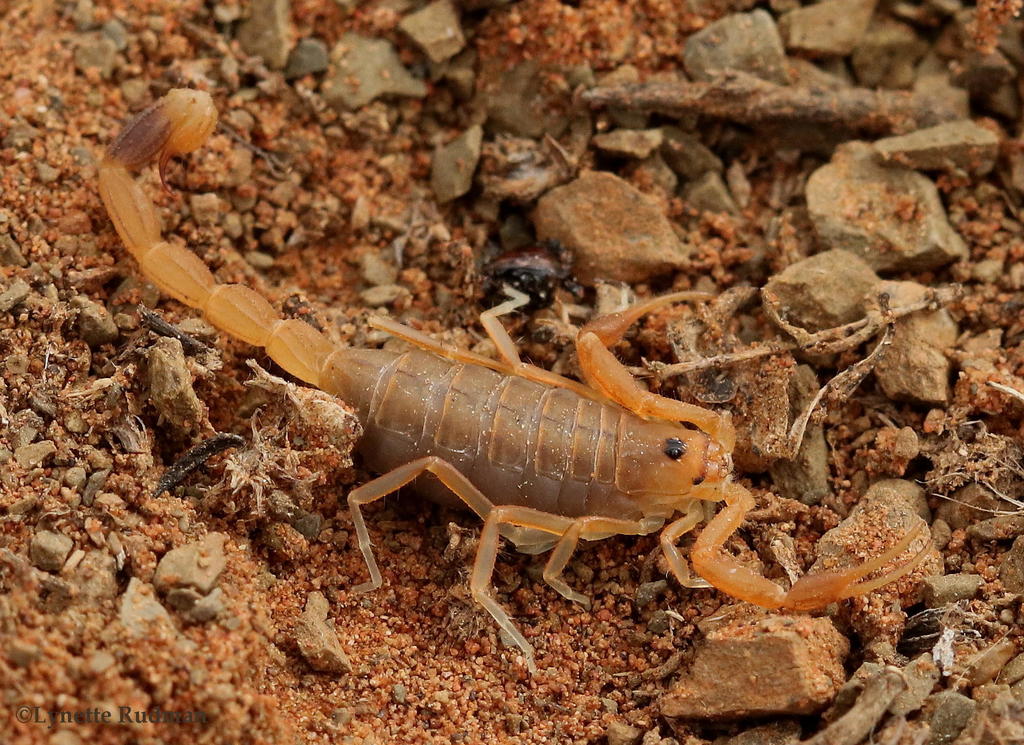 Gracile Lesser-Thicktail Scorpion in August 2016 by lynetterudman ...