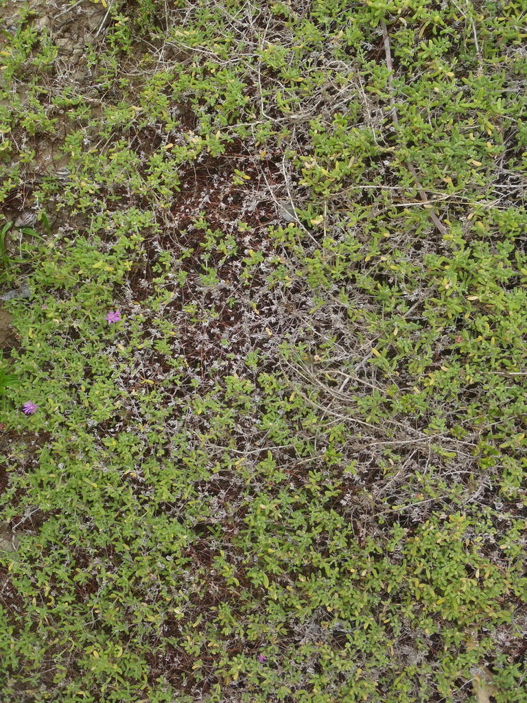 Rodondo Creeper from Brenton-on-Sea on February 19, 2015 by Nicola van ...