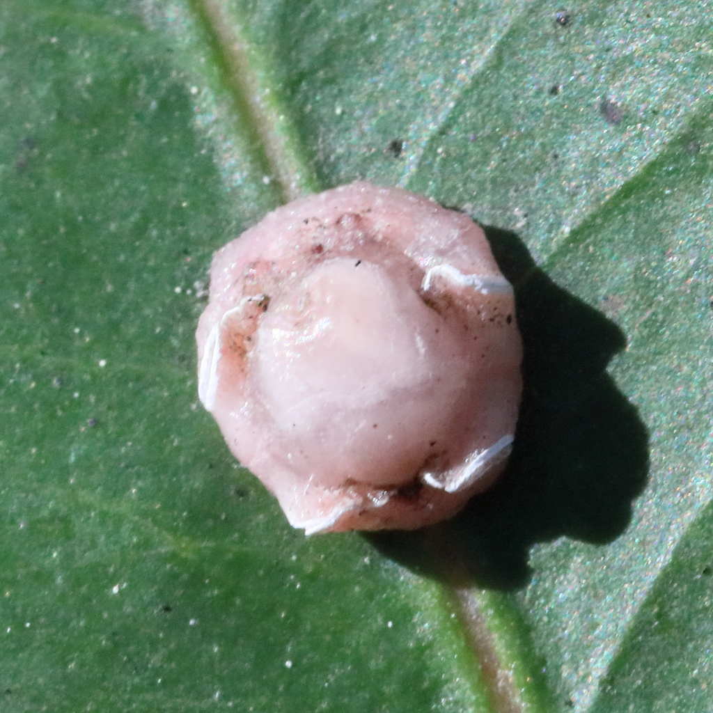 Pink wax scale from Sydney NSW, Australia on September 7, 2021 at 03:37 ...