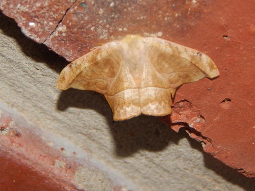 Genus Negera · iNaturalist