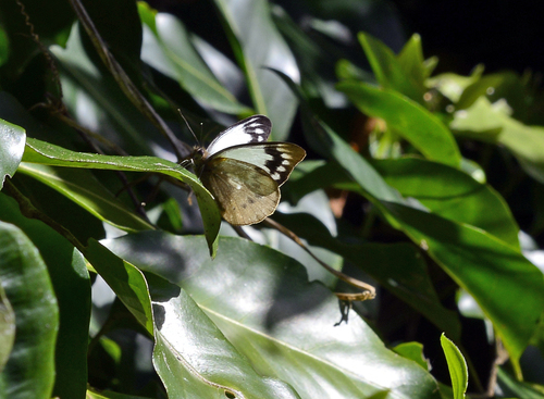 Subspecies Cepora perimale perimale · iNaturalist