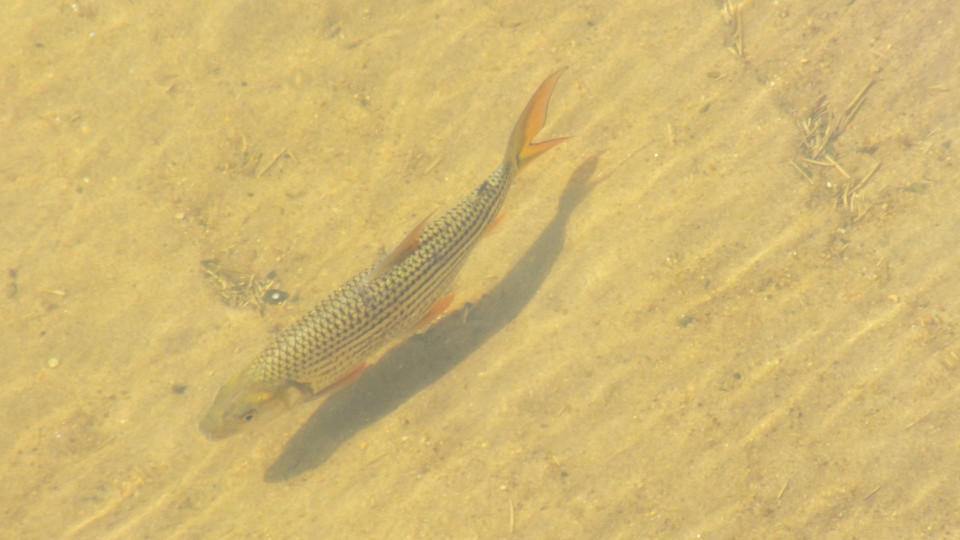 Striped Tigerfish from Letaba River, Kruger Park: High level bridge on ...