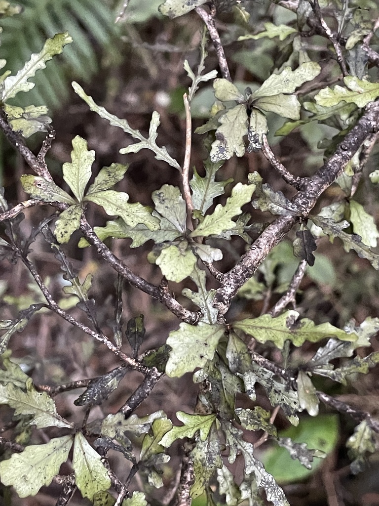 Pokaka from Egmont National Park, Taranaki, NZ on September 18, 2021 at ...