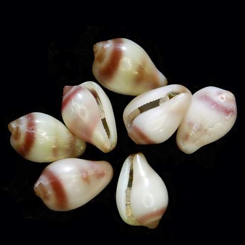 Proterato lachryma (Marine invertebrates of Randwick costal area ...