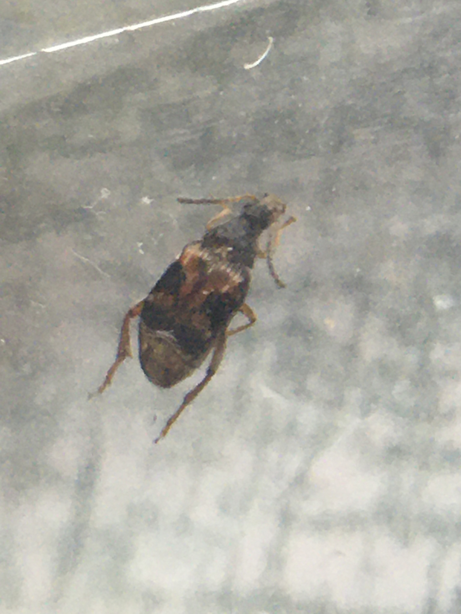 Callosobruchus maculatus (Fabricius, 1775)