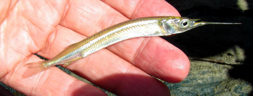 Tropical Garfish (Hyporhamphus affinis) - Marine Life Identification