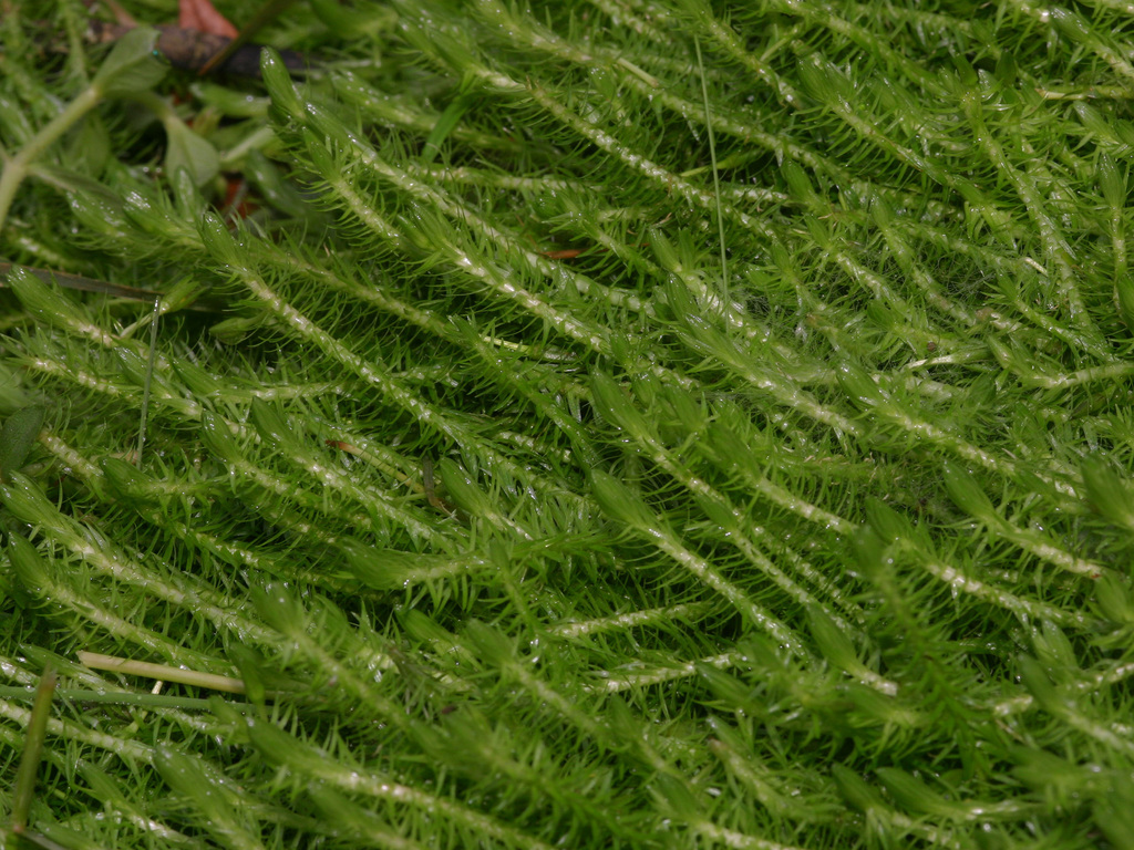Stream Bogmoss from MacRitchie Reservoir, Singapore on May 6, 2005 at ...
