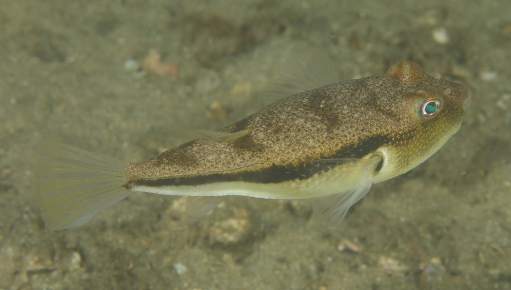 Scalytail Toadfish from Sydney NSW, Australia on September 17, 2021 at ...