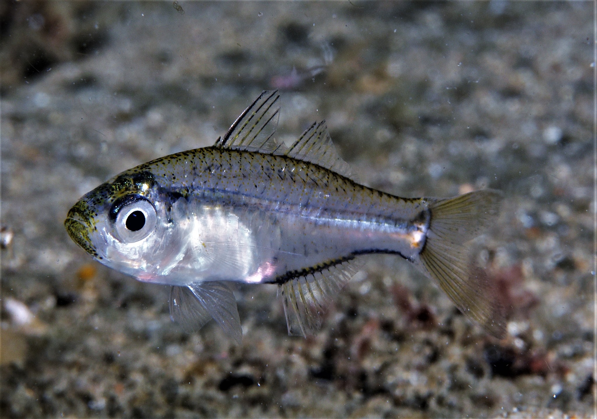 Ambassis jacksoniensis (Macleay, 1881)