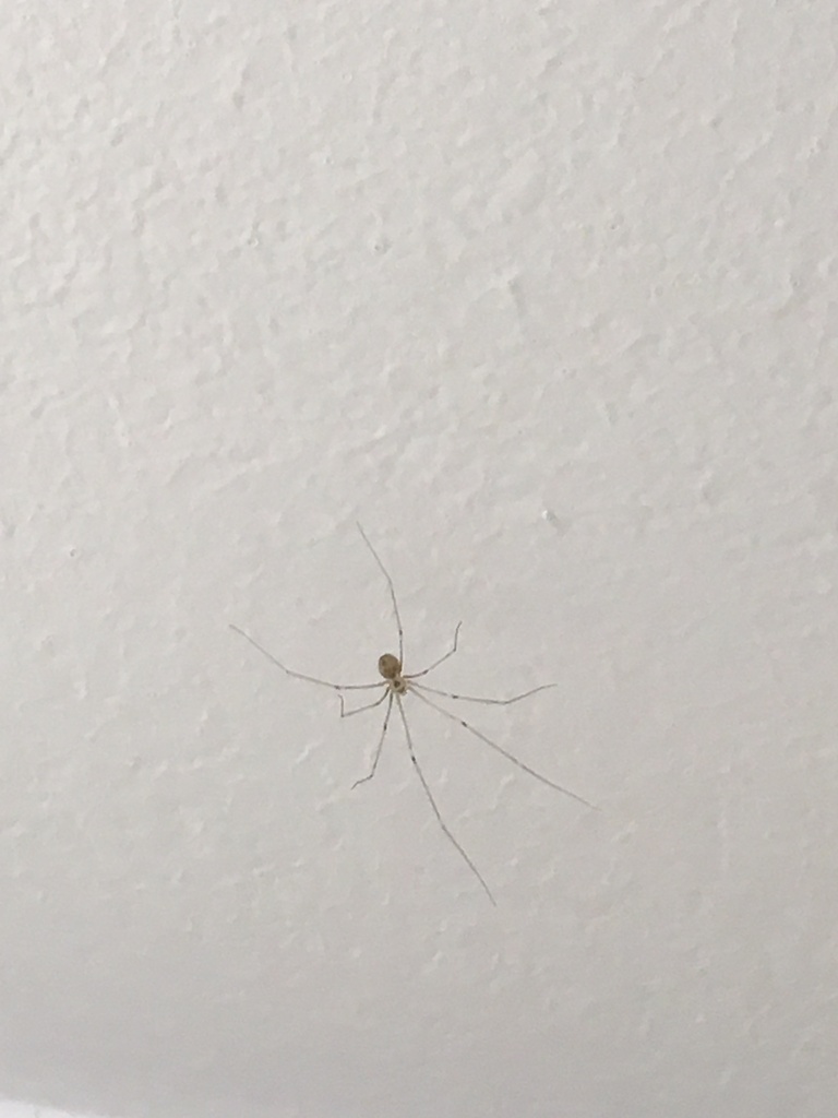 Long-bodied Cellar Spider from Mary Ann Gardens, London, England, GB on ...