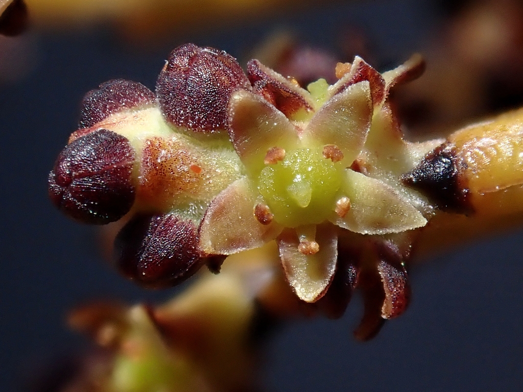 (Exocarpos) - Botanical Realm