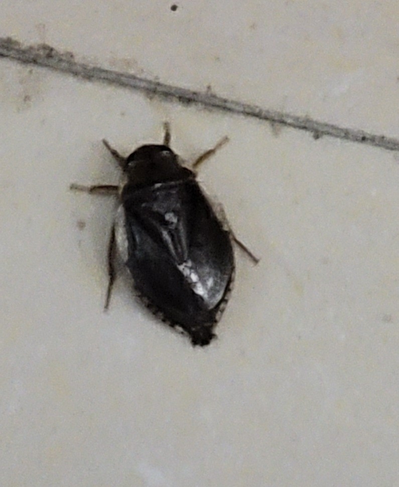 Diplonychus rusticus (Fabricius, 1871)