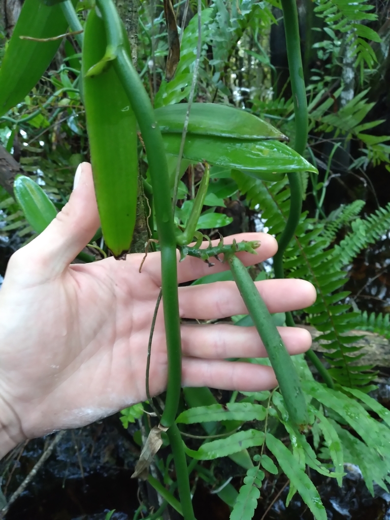 Leafy Vanilla in September 2021 by Scott Ward · iNaturalist