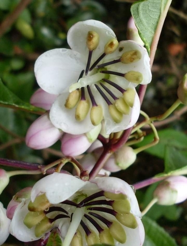 Axinaea wurdackii · iNaturalist