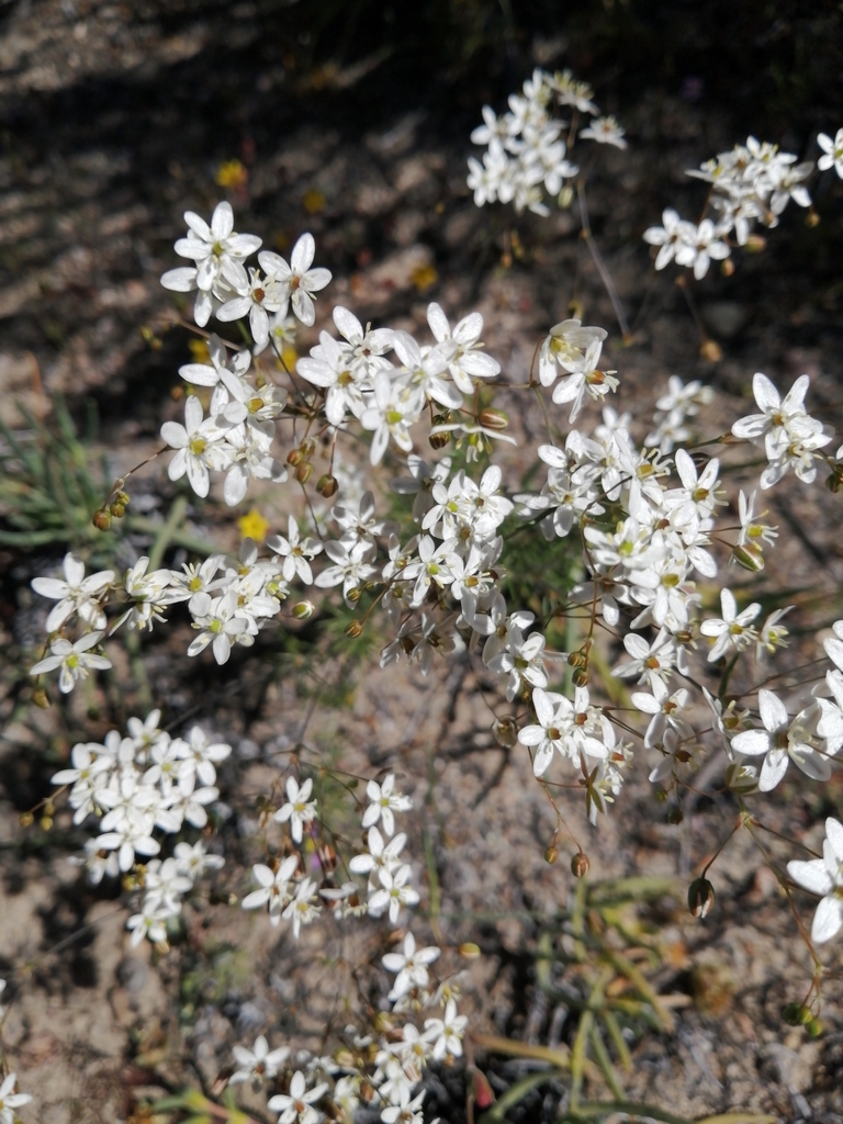 Gilded Spookasem from Breede Valley Municipality, South Africa on ...