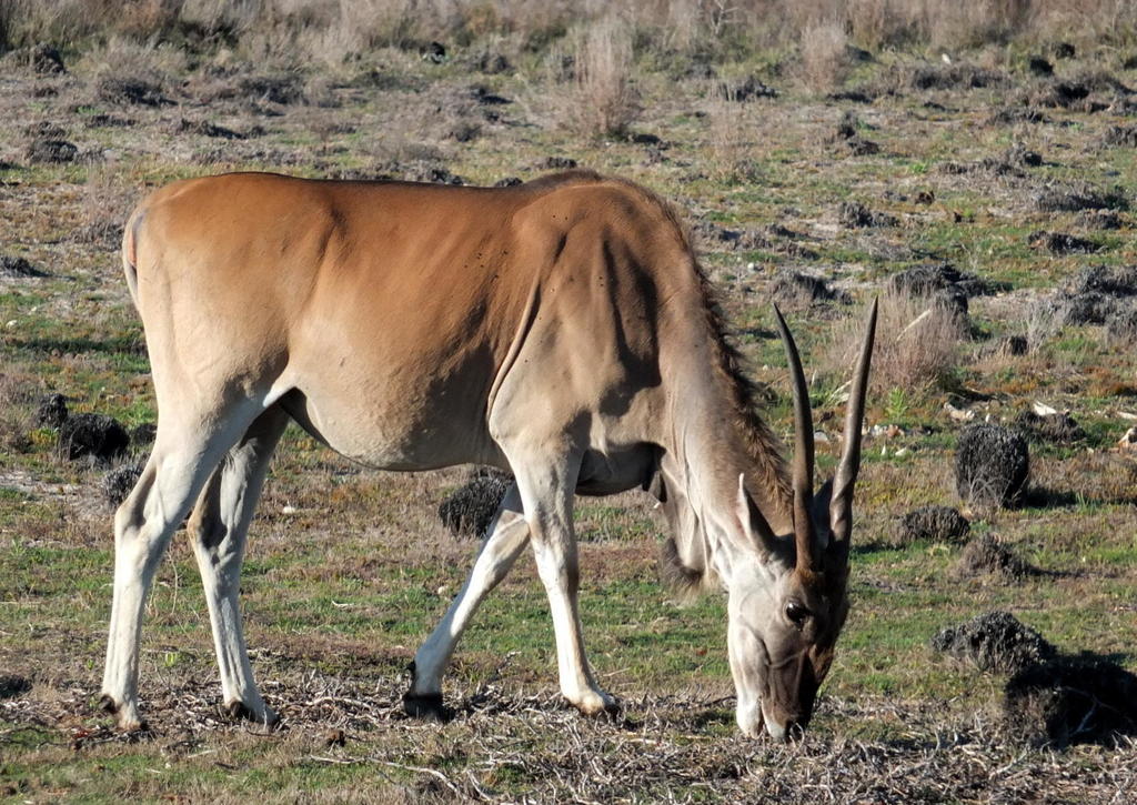 Cape Eland from De Hoop on November 19, 2014 by Colin Ralston. ^Nother ...