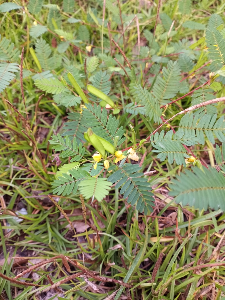 sensitive pea in September 2021 by lm-parker · iNaturalist