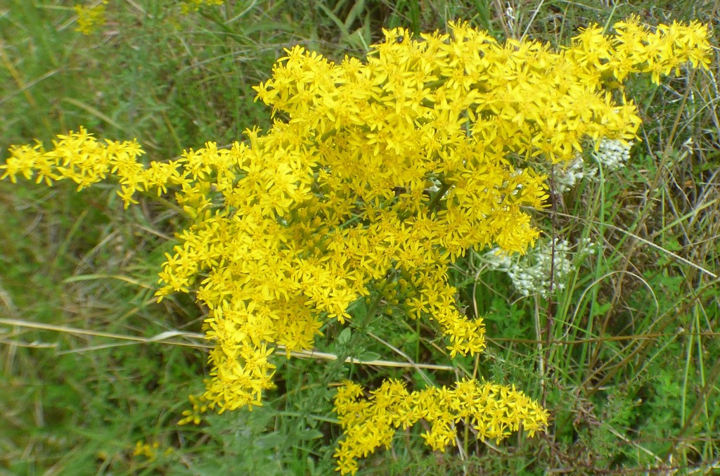 field goldenrod from Calhoun Falls, SC 29628, USA on September 15, 2021 ...