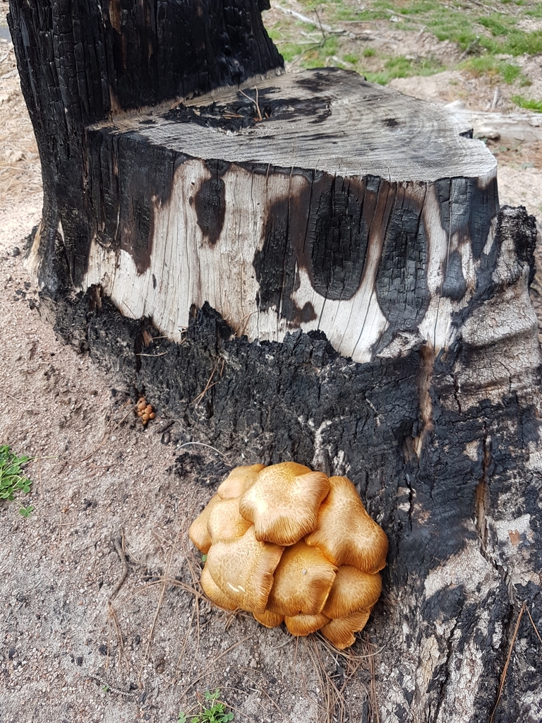 Spectacular Rustgill from Ando NSW 2631, Australia on April 29, 2020 at ...