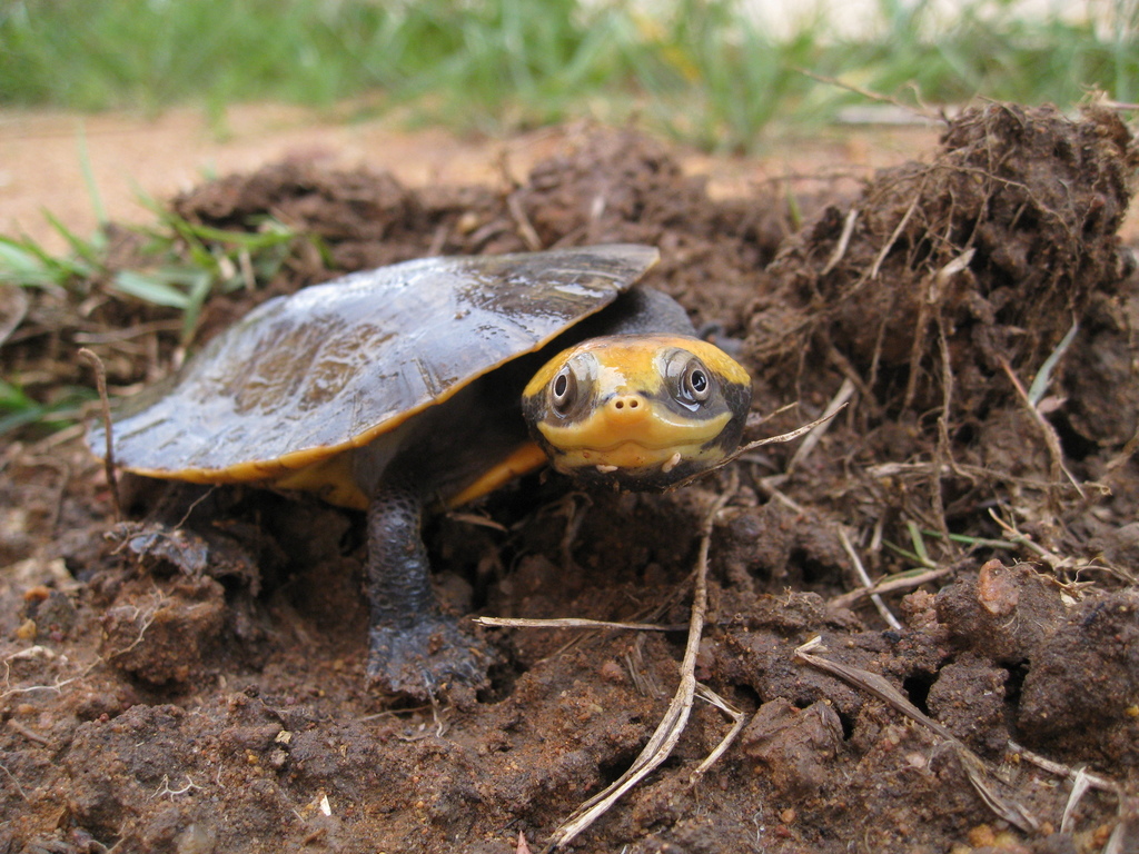 Lalá (Vertebrados con Caparazón presentes en Colombia) · iNaturalist