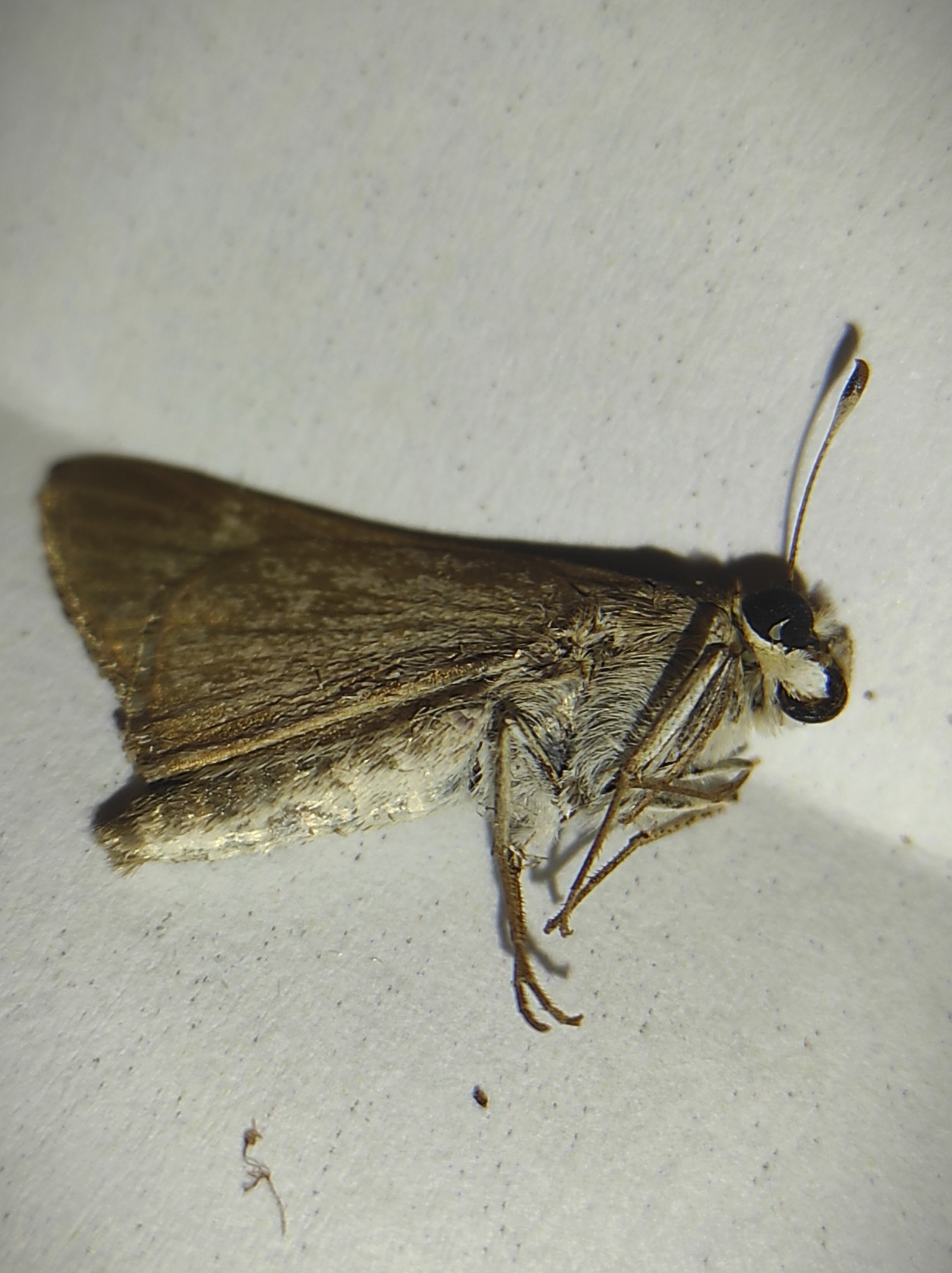 Gegenes pumilio (Hoffmannsegg, 1804)