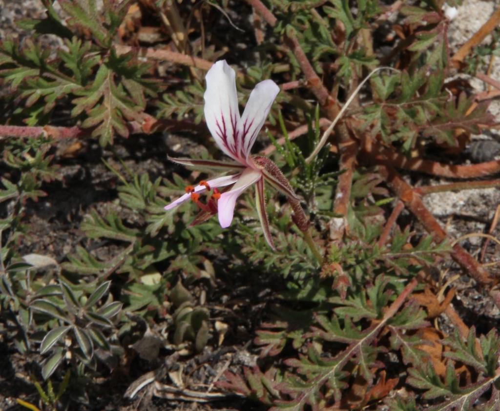 Pelargonium suburbanum bipinnatifidum from De Hoop main road on flats ...