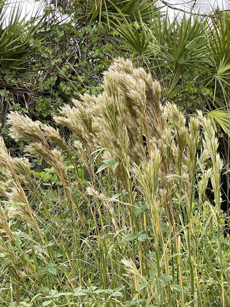 maritime bluestem (Marbleseed Meadow) · iNaturalist