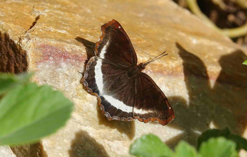 Pied Piper (Moths and Butterflies of the Mfolozi River catchment, South ...