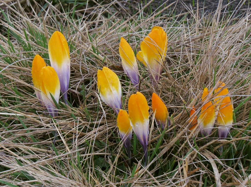 Crocus scardicus from Municipality of Mavrovo and Rostuša, Severna ...