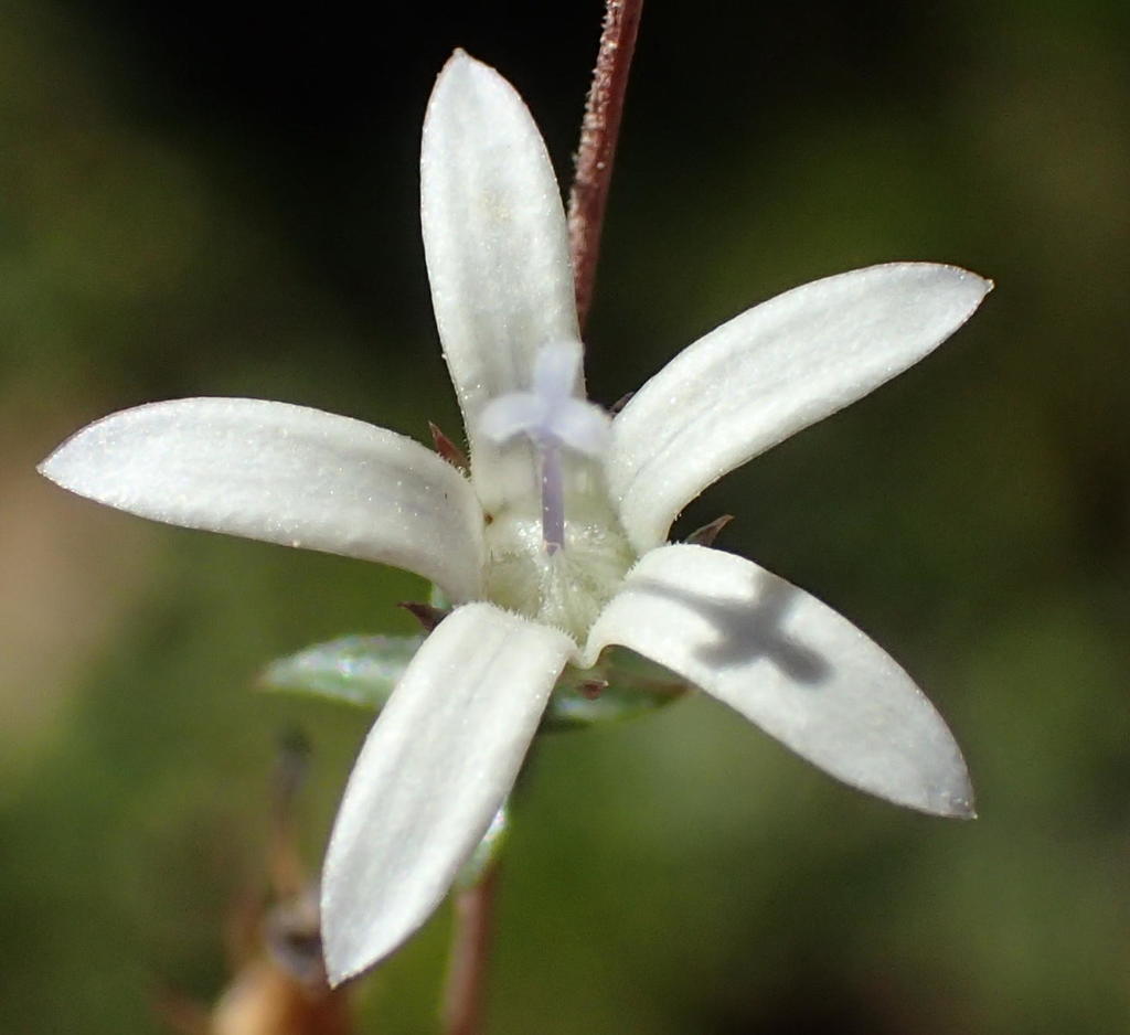 (Wahlenbergia parvifolia) - Botanical Realm