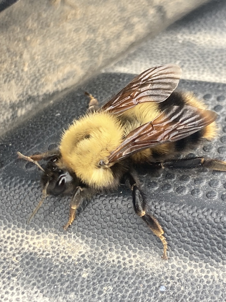 Perplexing Bumble Bee from Cape Breton Island, Birch Grove, NS, CA on ...