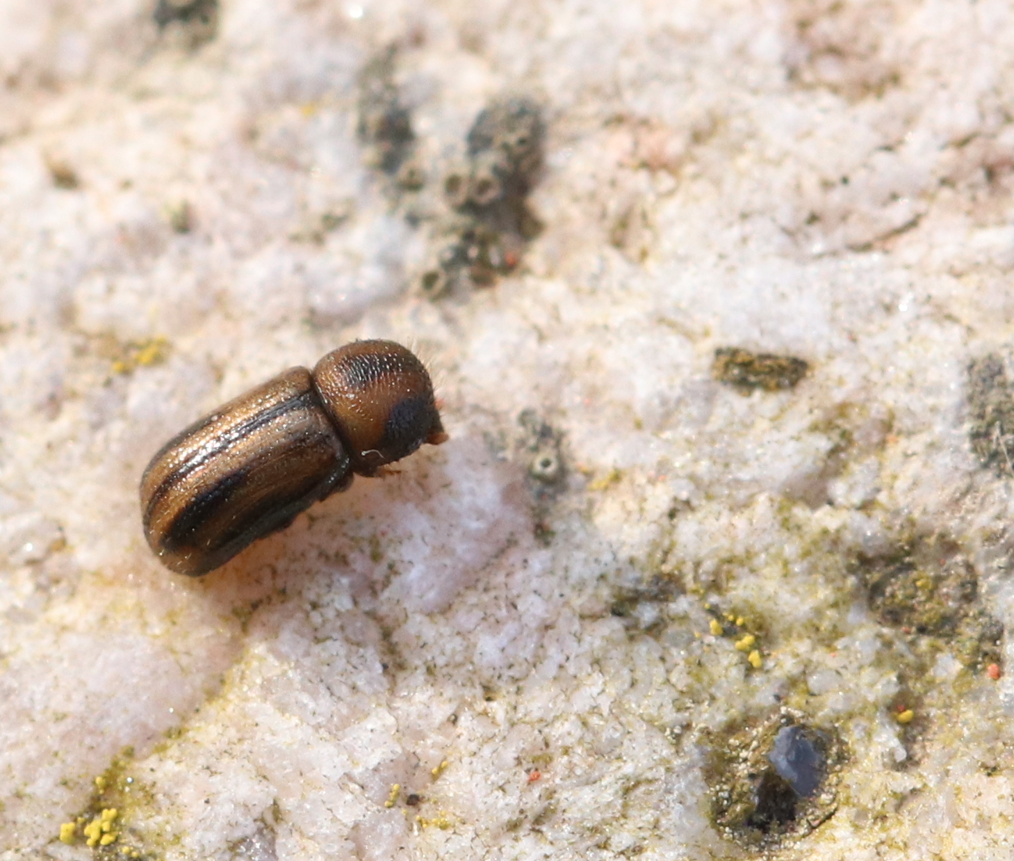 Trypodendron signatum (J.C.Fabricius, 1792)