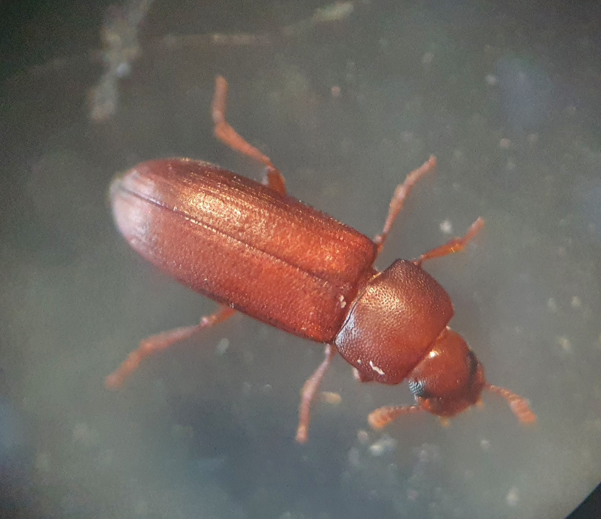 Tribolium castaneum (Herbst, 1797)