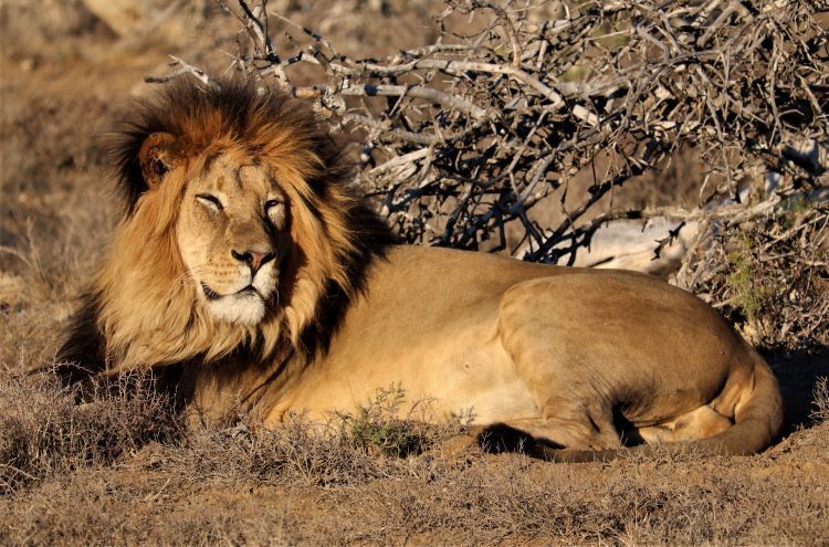 Carnivorans (Carnivora) - Know Your Mammals