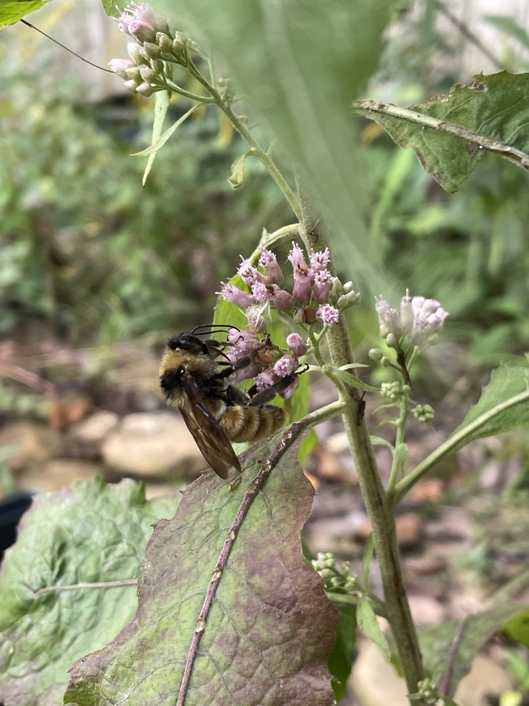 American Bumble Bee from Windrush Dr, Ridgeland, MS, US on September 18, 2021 at 10:26 AM by ...
