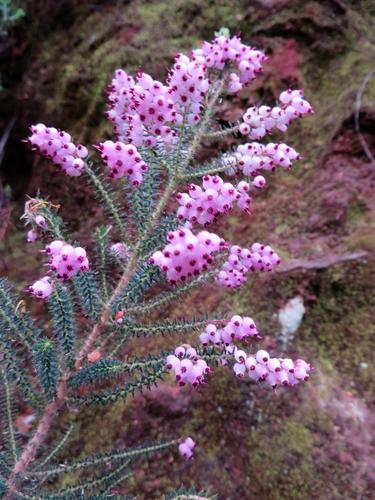 Variety Erica racemosa racemosa · iNaturalist