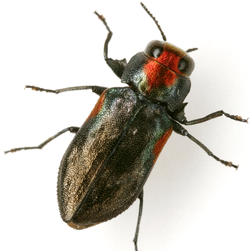 Chrysobothris acaciae · iNaturalist Mexico