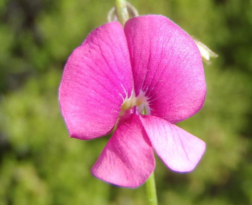 Variety Tephrosia capensis hirsuta · iNaturalist