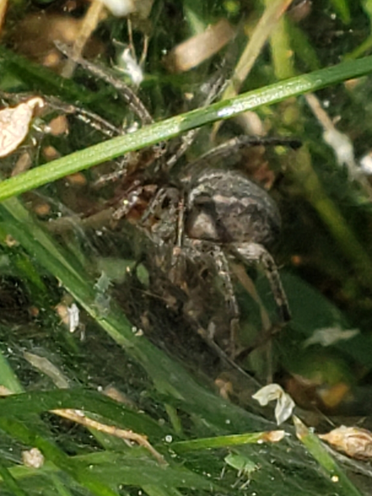 Grass Spiders from Lethbridge on September 18, 2021 at 12:34 PM by ...