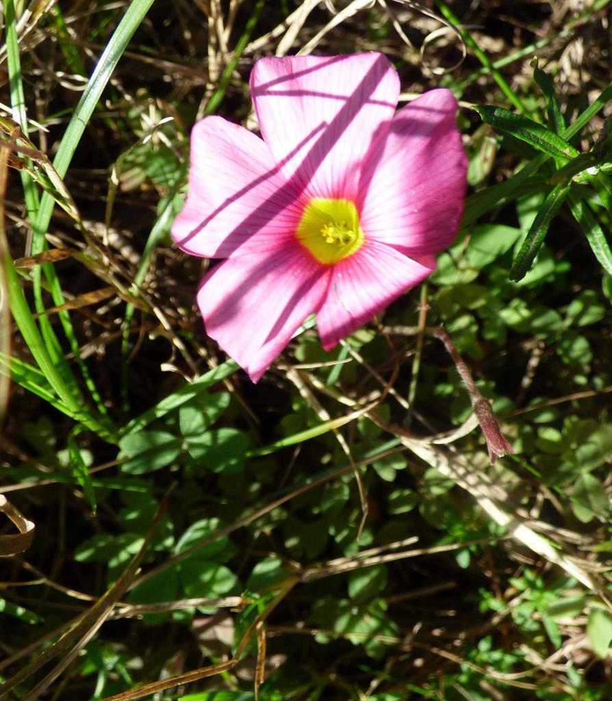 yelloweye woodsorrel from Potberg hut, De Hoep Nature Reserve: A ...