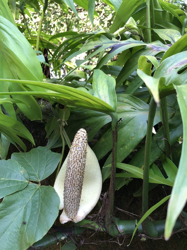 Teléfono (ARACEAE DE COLOMBIA) · iNaturalist
