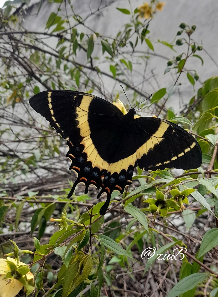 Magnificent Swallowtail from Prado Sur, 74260 Atlixco, Pue., México on ...