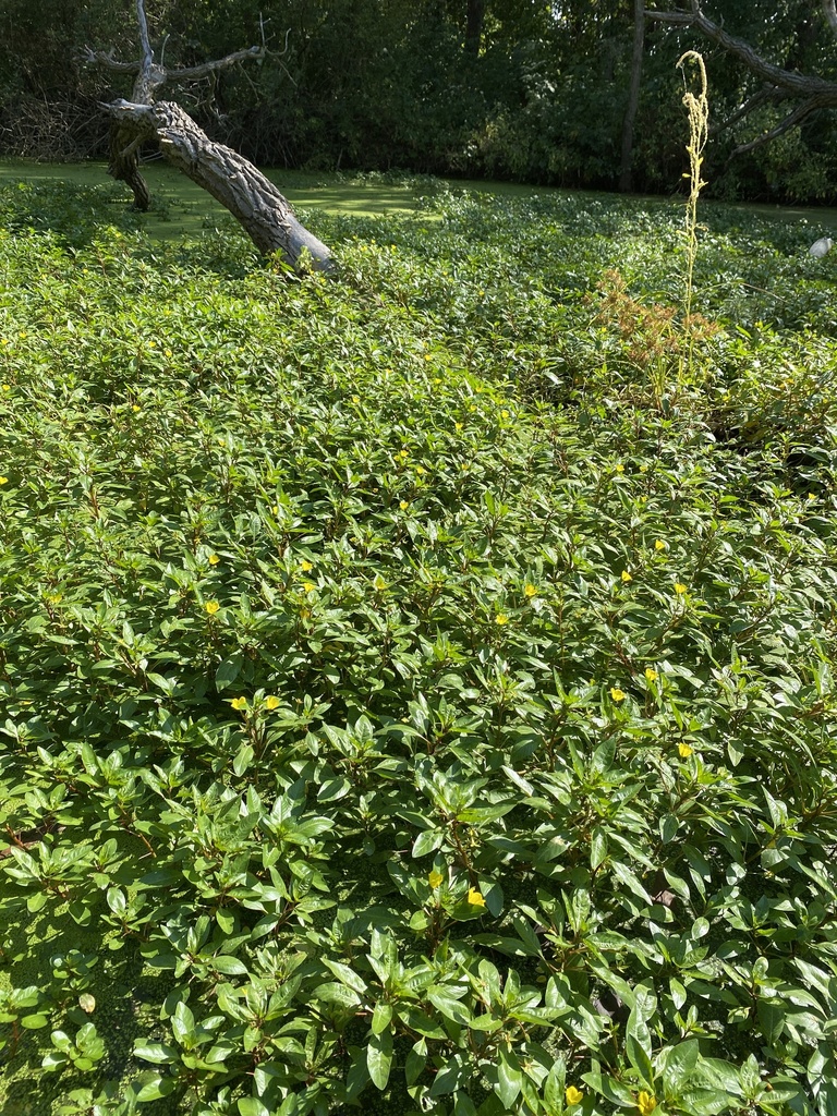 floating primrose-willow (Ludwigia peploides) - Botanical Realm