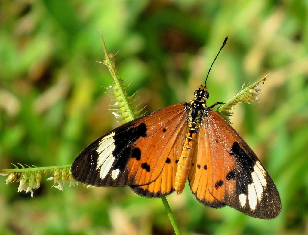 Telchinia encedon encedon (Butterflies of Bonamanzi) · iNaturalist
