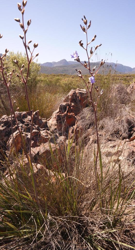 Aristea inaequalis from N Citrusdal, Kriedou, k6 on September 14, 2016 ...