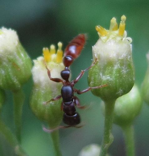 Braun's Slender Ant (Tetraponera braunsi) · iNaturalist